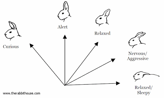 I Need Help Understanding Body Language And Poses RabbitsOnline