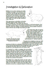 Rabbit Behaviour - Understanding your Rabbit's Habits