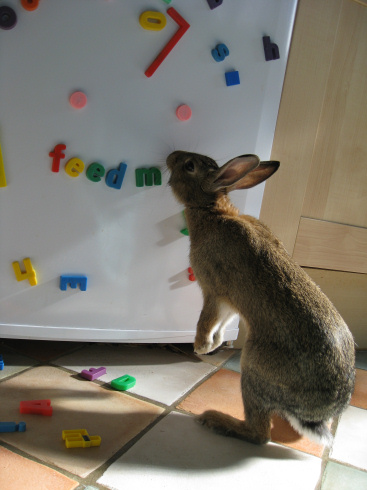 Understanding Your Rabbit