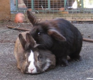 Radio 4: Are Rabbits Social Animals?