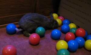Rabbit Ball Pit