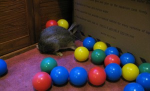 Rabbit Ball Pit