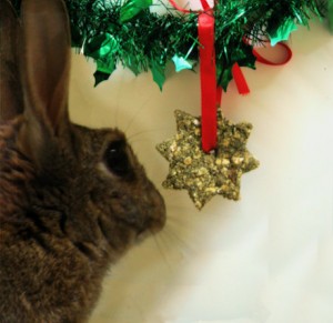 Last minute Christmas Baking – for Rabbits