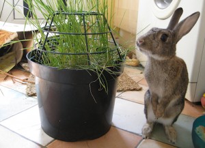 A Mini Garden for Your Bunny