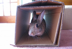 Scamp’s New Rabbit Warren