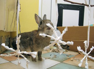 Edible Christmas Snowflakes for Rabbits