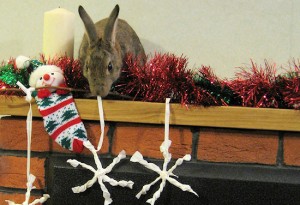 Edible Christmas Snowflakes for Rabbits