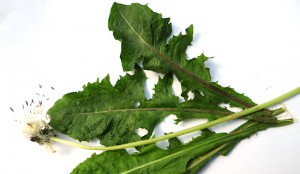 5 Rabbit Safe Weeds for Foraging