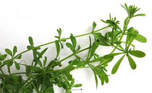 5 Rabbit Safe Weeds for Foraging