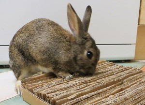 DIY Cardboard Shreddable Mat for Rabbits