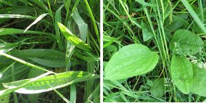 Plantain (Ribwort)